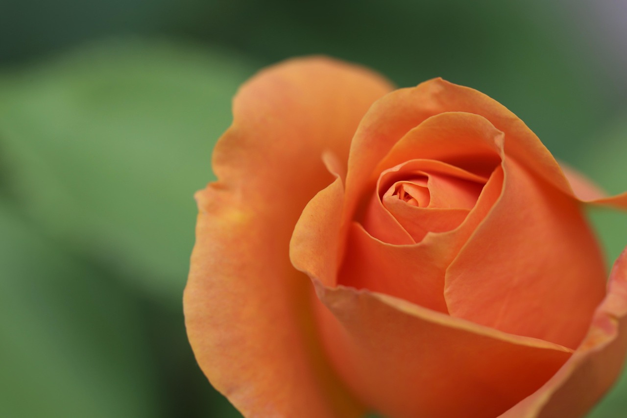 Rose Golden Medal Blooming - Free photo on Pixabay - Pixabay