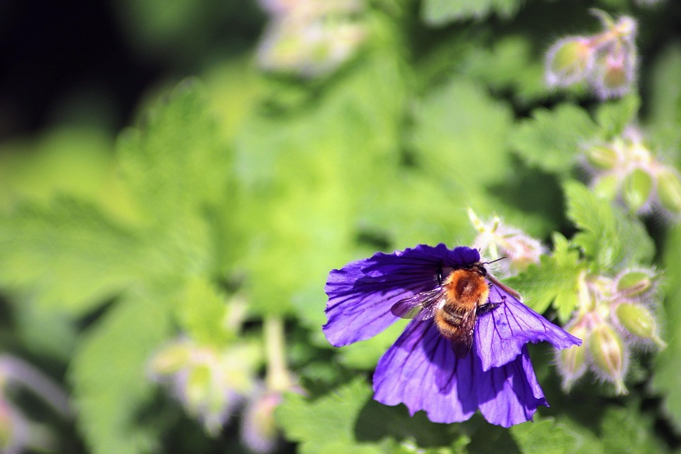 Bee Flower Green - Free photo on Pixabay - Pixabay