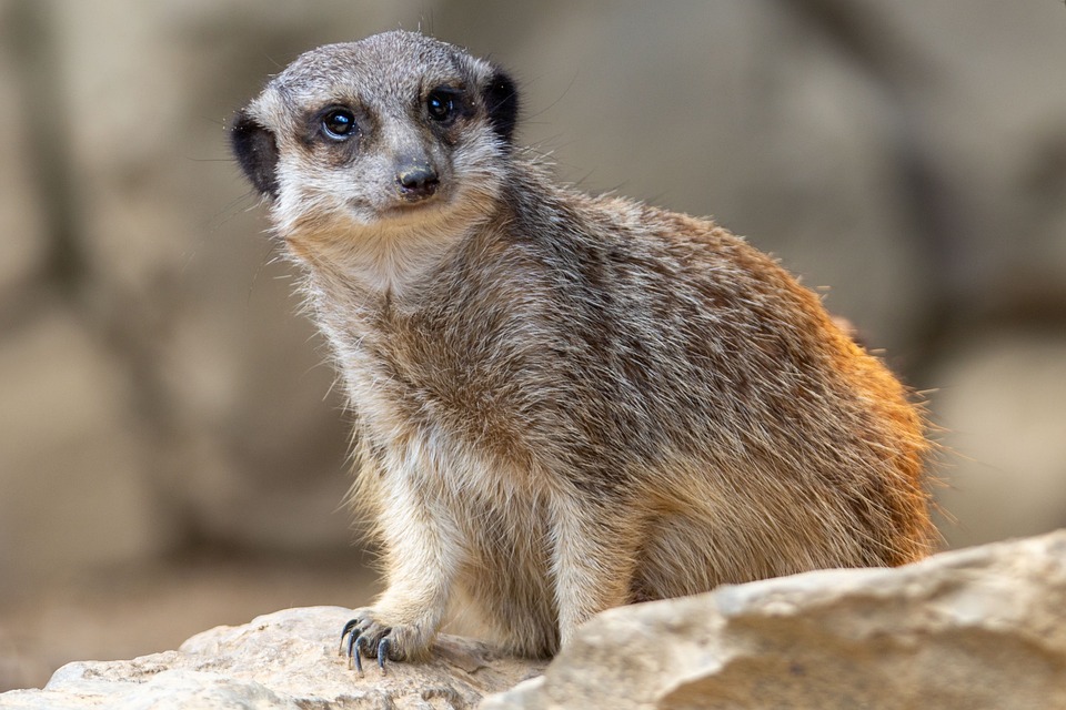 La Nature Animaux Faune - Photo gratuite sur Pixabay - Pixabay