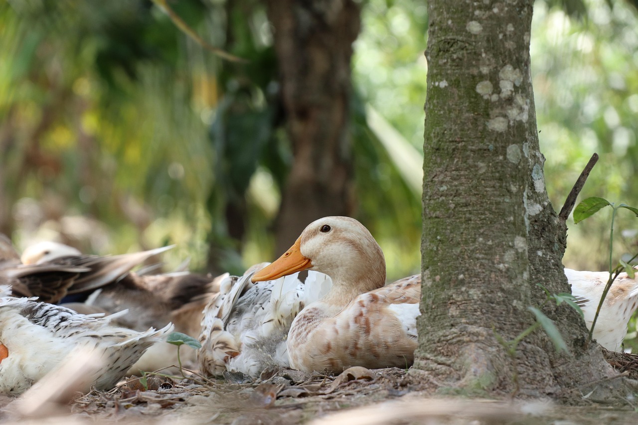 30,000+ Free One Duck Monitoring & Duck Images - Pixabay
