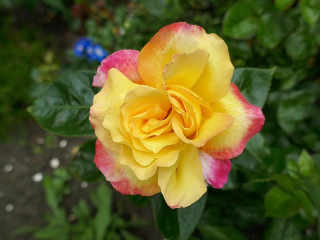 Rose Noble Jaune - Photo gratuite sur Pixabay - Pixabay