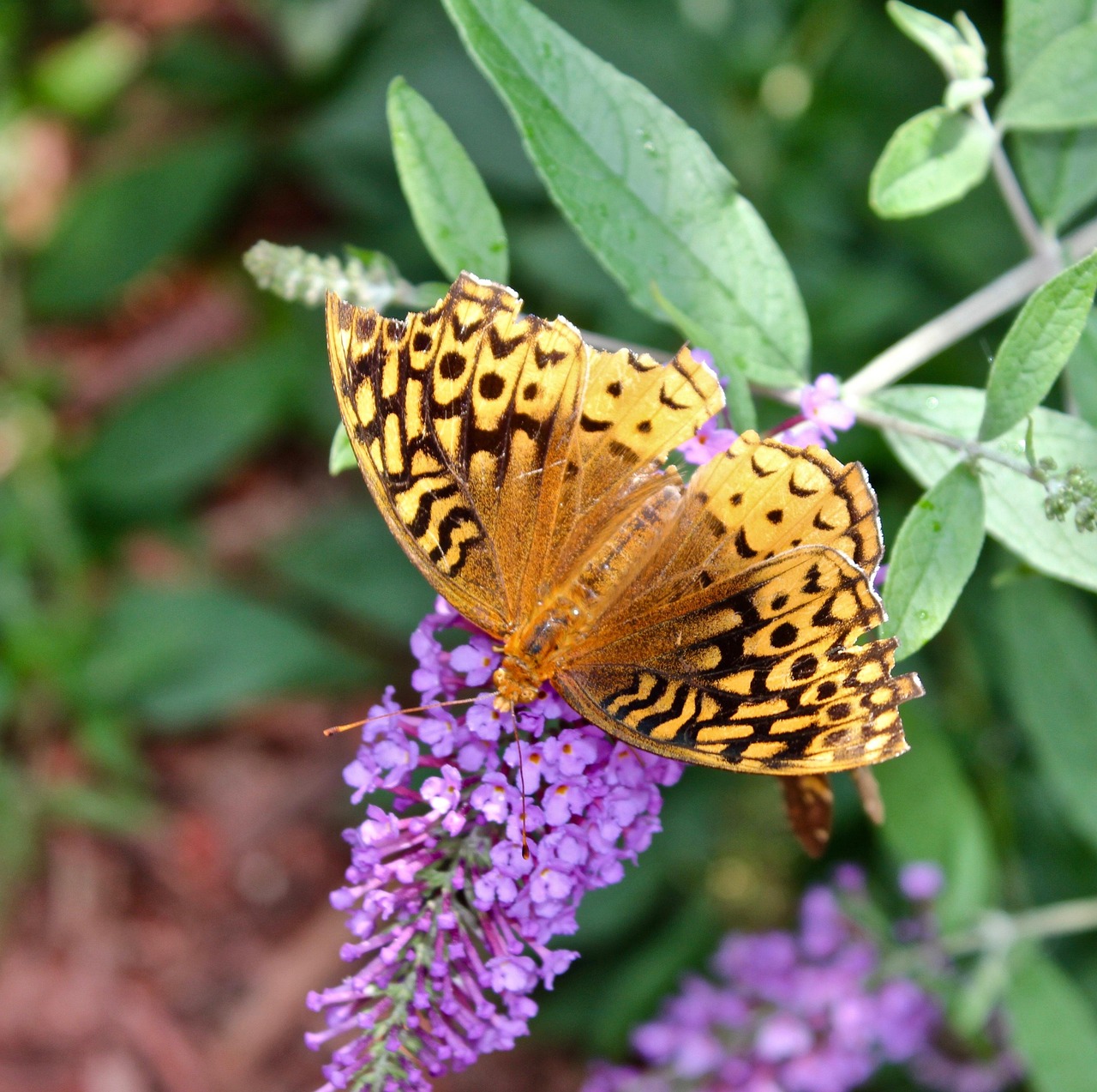 Butterfly Broken Wing Garden - Free photo on Pixabay - Pixabay