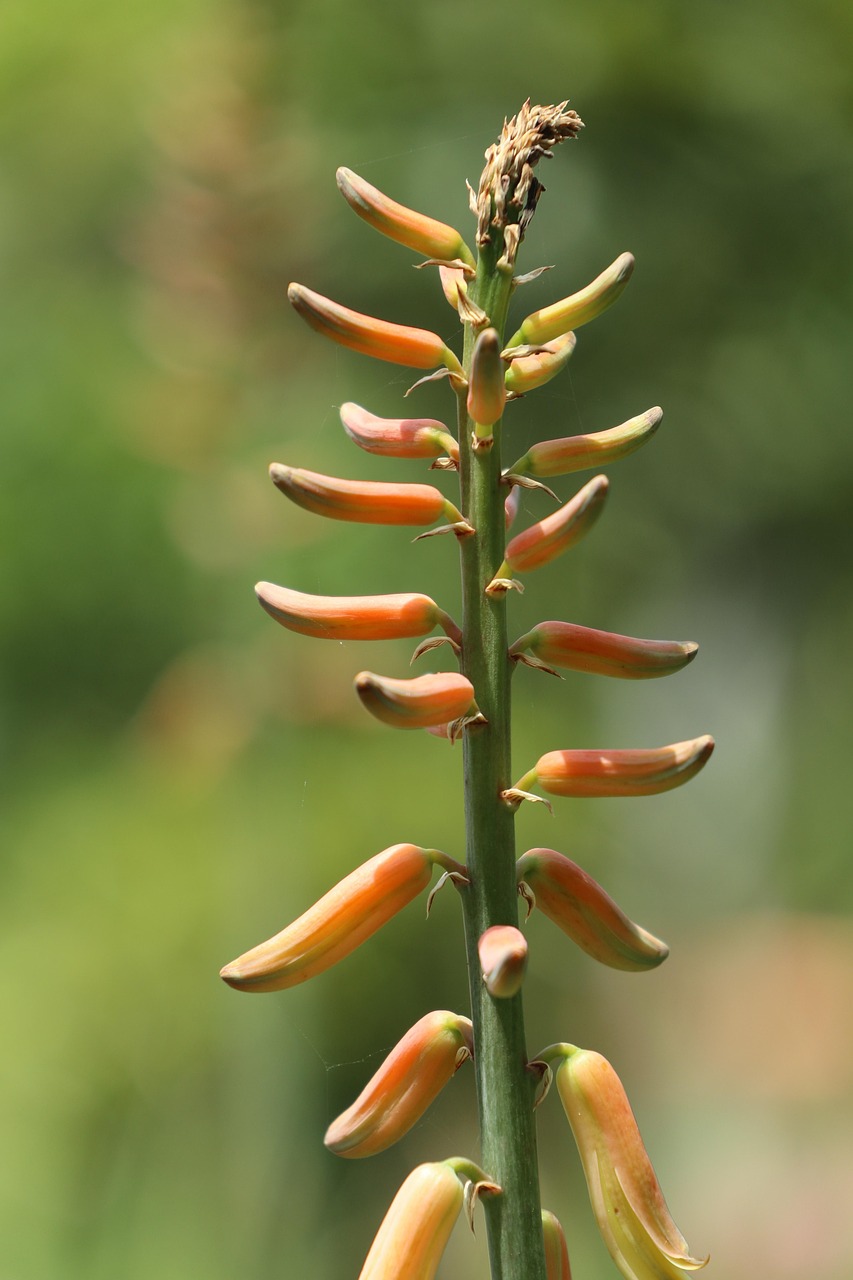 Más de 200 imágenes gratis de Aloe Vera y Naturaleza - Pixabay