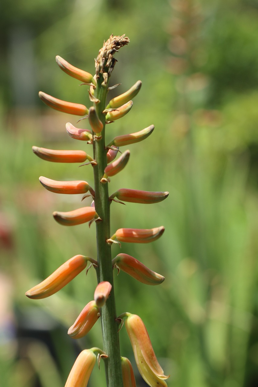 70,000+ Free ペドロVera & Aloe Vera Images - Pixabay