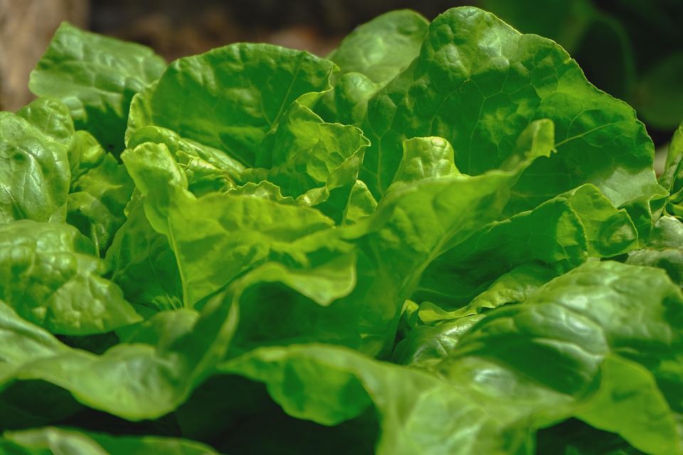 Salade Vert En Bonne Santé La - Photo gratuite sur Pixabay