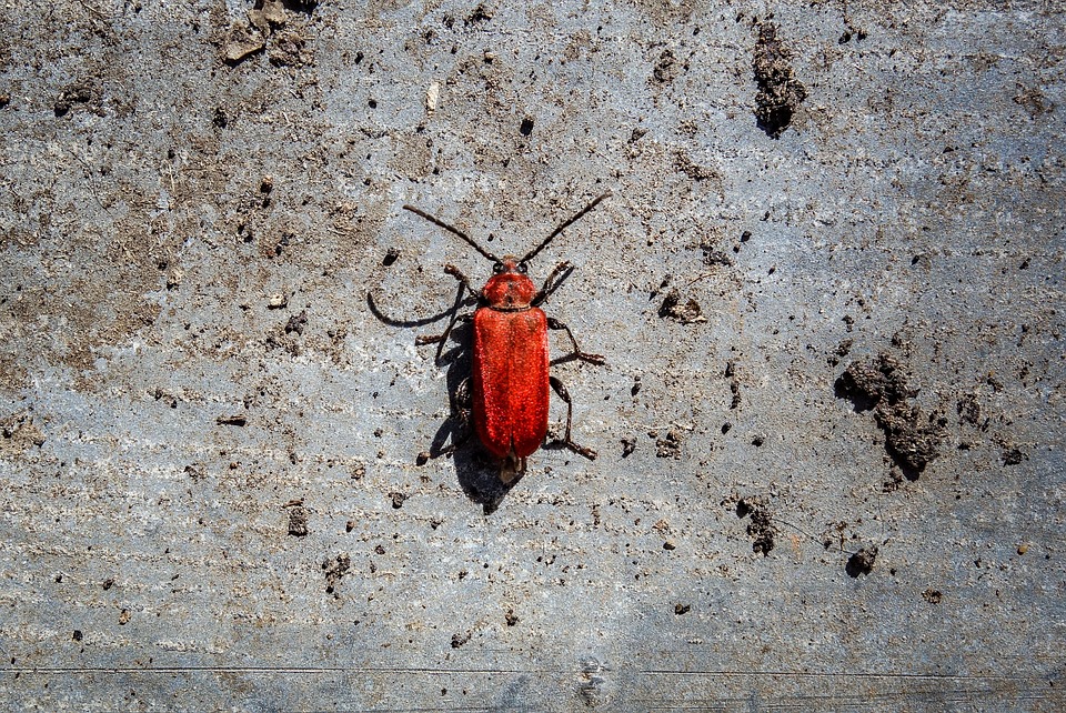 Beetle Red Close Up - Free photo on Pixabay - Pixabay
