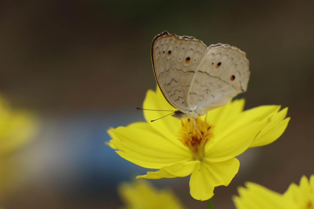 20,000+ Free Cute Butterfly & Cute Images - Pixabay