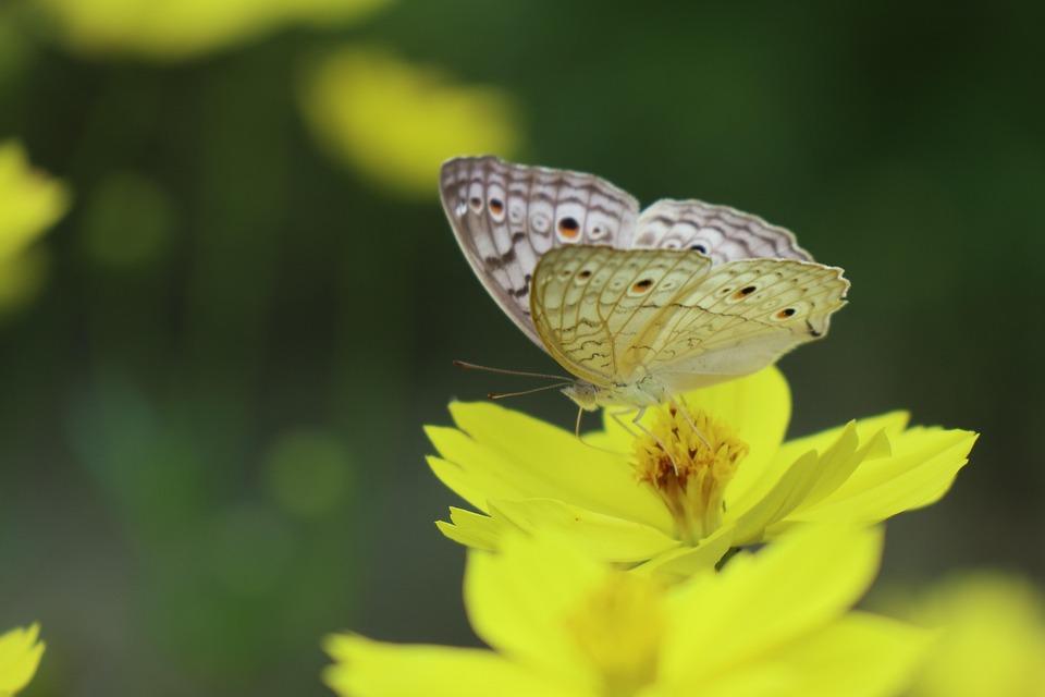 Nice Green Blur Butterfly Stand On - Free photo on Pixabay - Pixabay