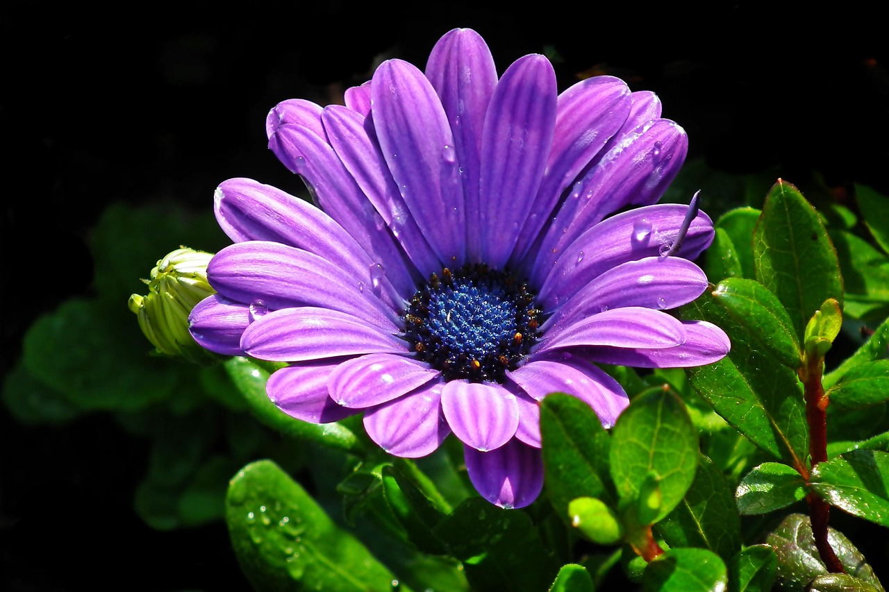 Flor Jardim Primavera - Foto gratuita no Pixabay - Pixabay