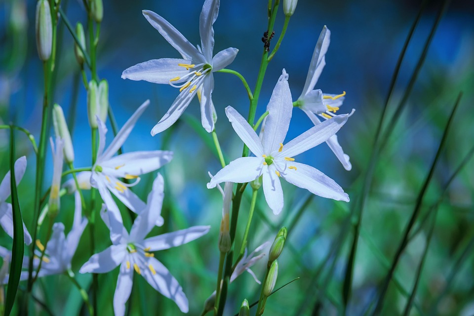 Grass Lily Grapes - Free photo on Pixabay