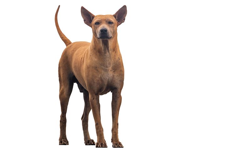 200+ Free Dog Isolated & Dog Images - Pixabay
