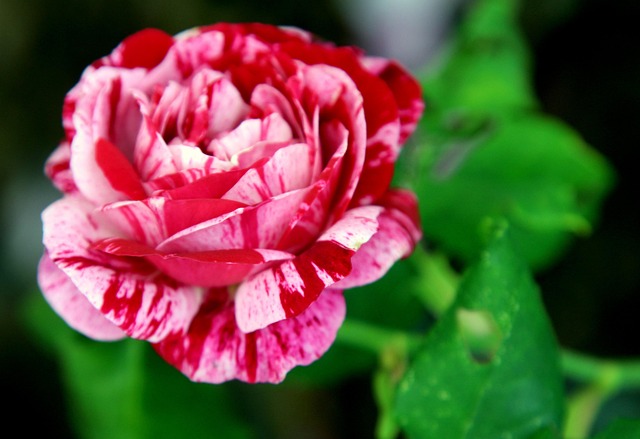 Bunga Bloom Mawar - Foto gratis di Pixabay - Pixabay