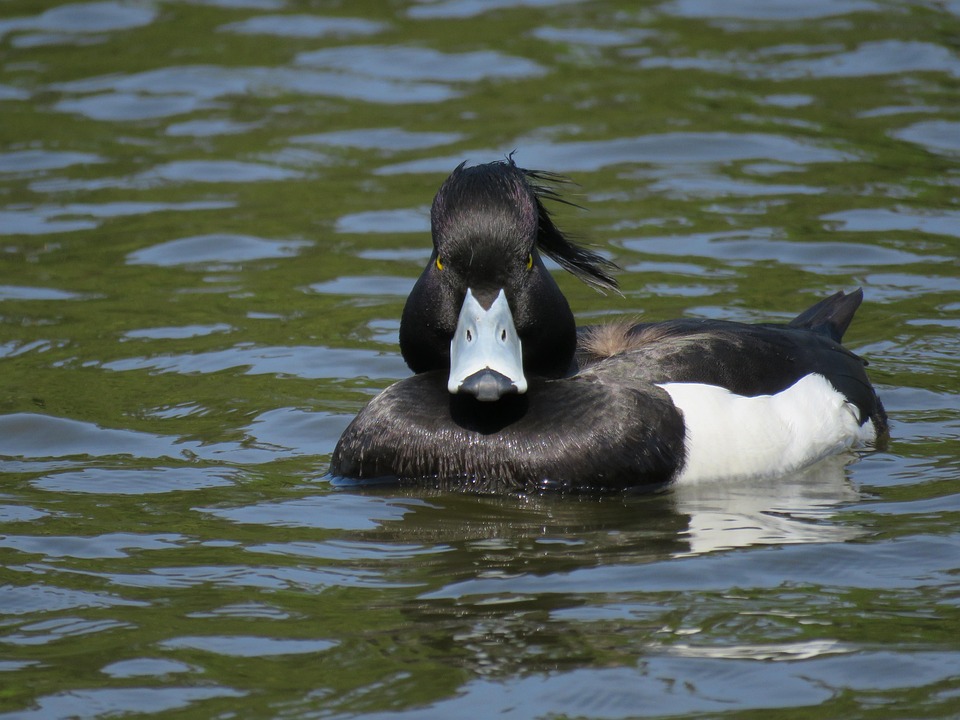 Animal Wild Bird Waterfowl - Free photo on Pixabay - Pixabay