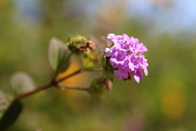 Fleur Violette Plante - Photo gratuite sur Pixabay - Pixabay