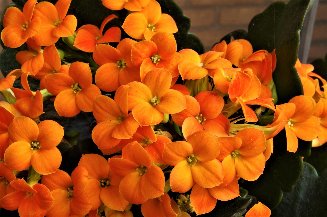 Flowers Orange Spring - Free photo on Pixabay