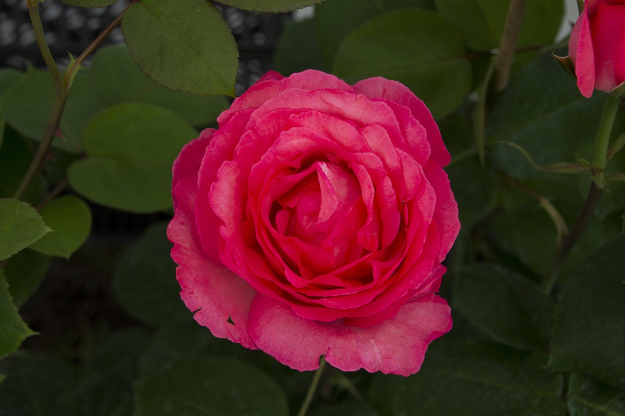 Rose Fleur La Nature De - Photo gratuite sur Pixabay - Pixabay