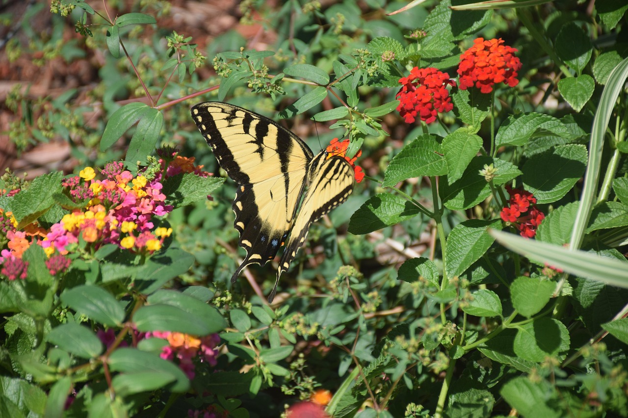 Monarch Butterfly Nature - Free photo on Pixabay - Pixabay