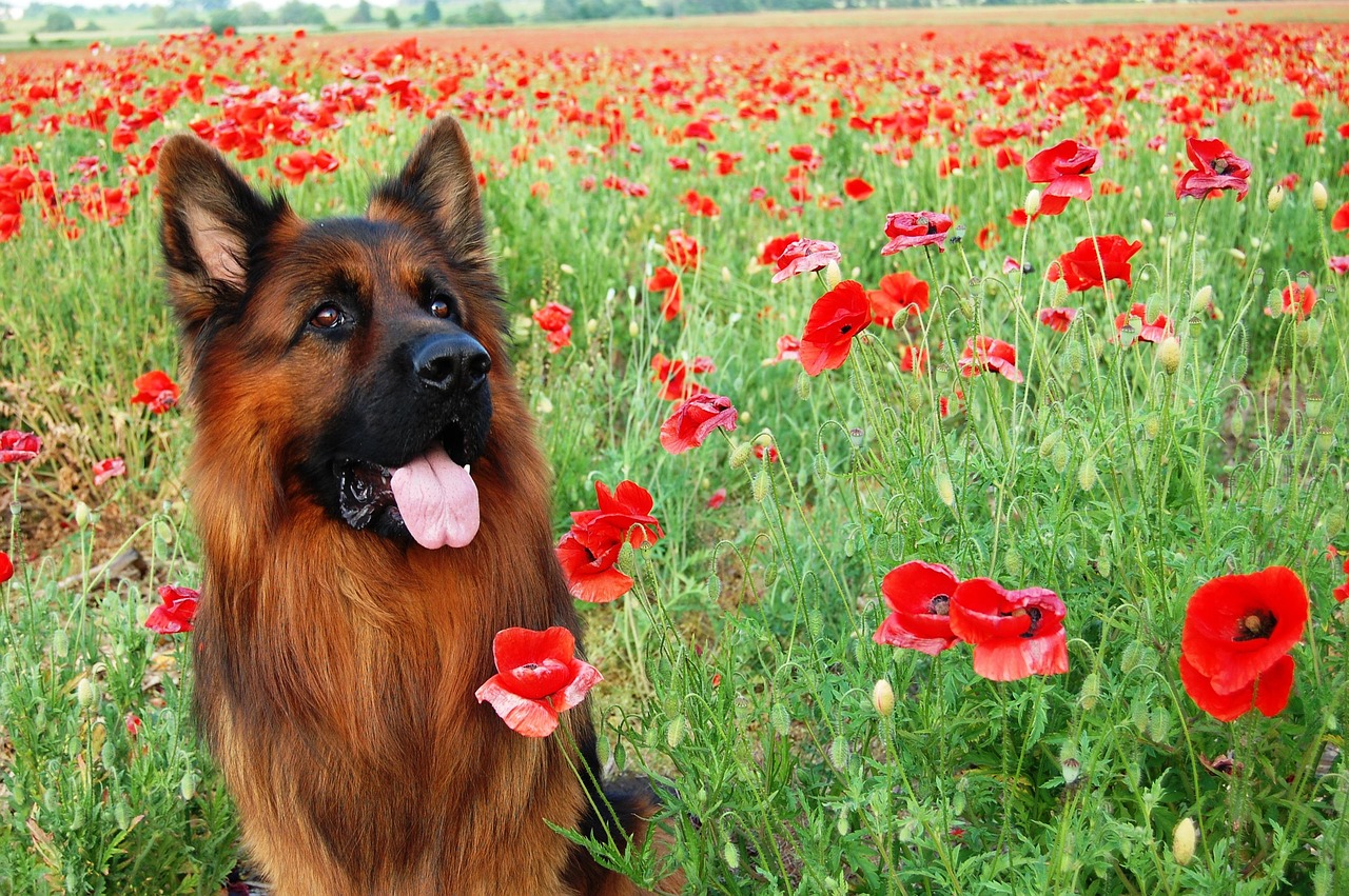 Perro Pastor Amigo Campo De - Foto gratis en Pixabay - Pixabay