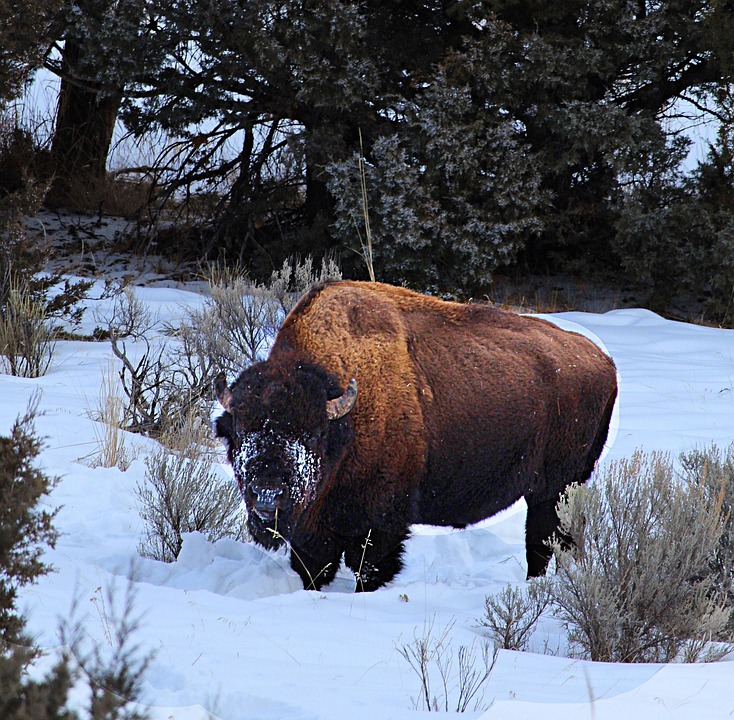 Buffalo Winter Snow-Face - Free photo on Pixabay - Pixabay