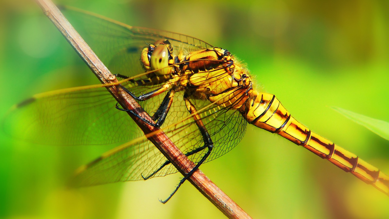 Lecicha Pospolita Samica Ważki - Darmowe zdjęcie na Pixabay - Pixabay