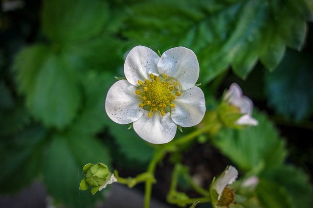 Planta De Morango Plantar Flor - Foto gratuita no Pixabay - Pixabay