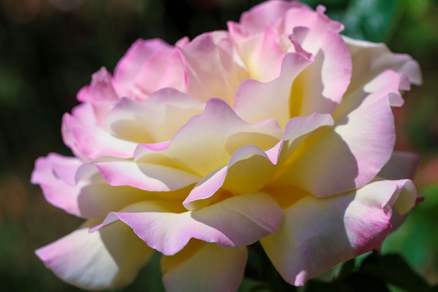 Rose Flower White - Free photo on Pixabay