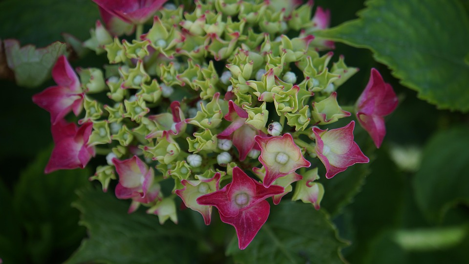Hydrangea Blossoms Bloom - Free photo on Pixabay