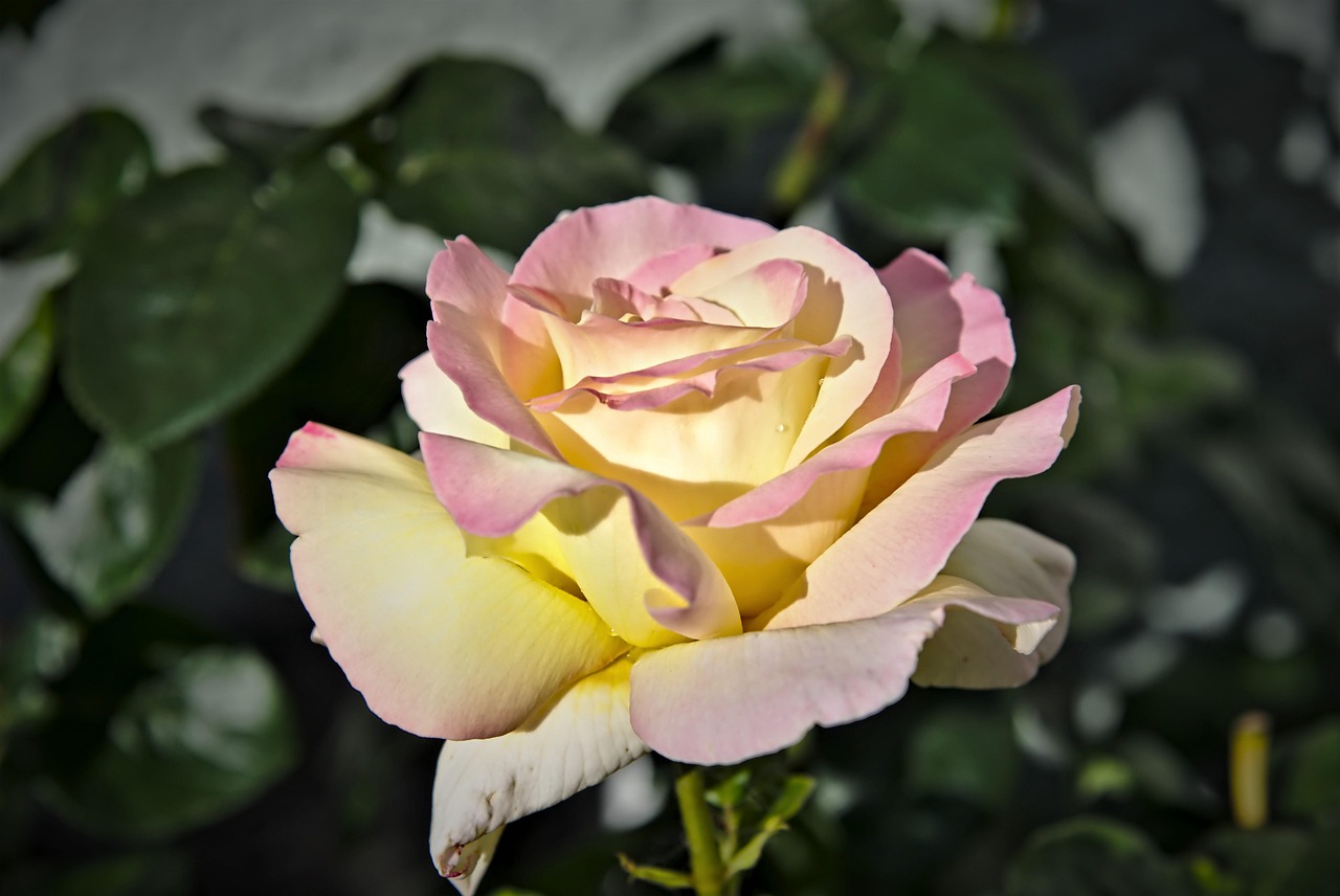 Rosa Rosado Amarillo - Foto gratis en Pixabay