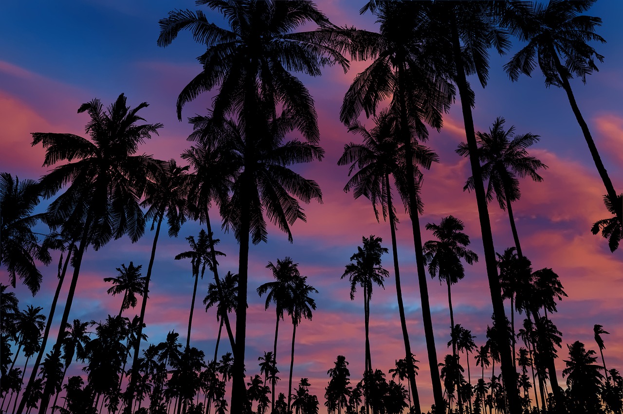 Palm Trees Sunset Tropical - Free photo on Pixabay - Pixabay