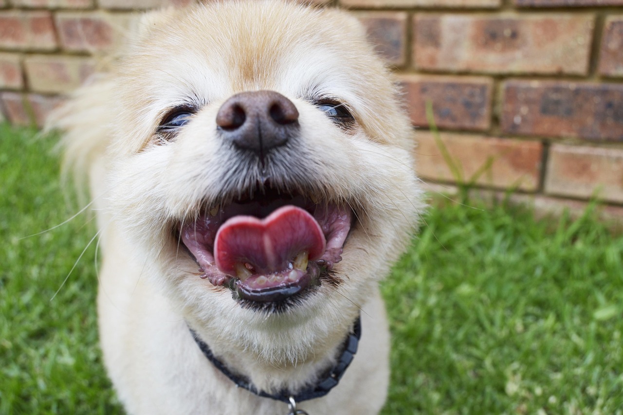 Dog Puppy Canine - Free photo on Pixabay