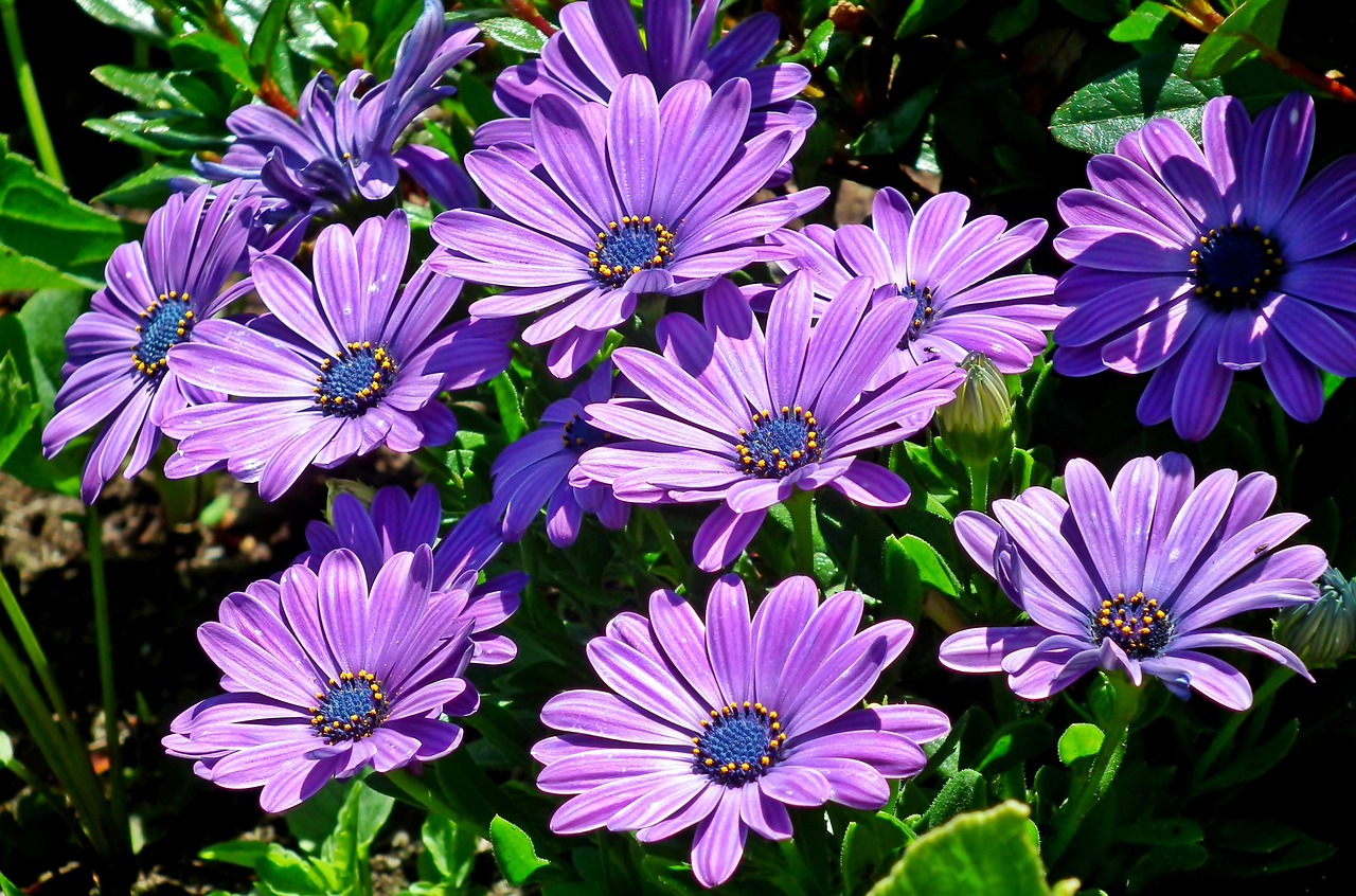 Flores Jardim Primavera - Foto gratuita no Pixabay - Pixabay