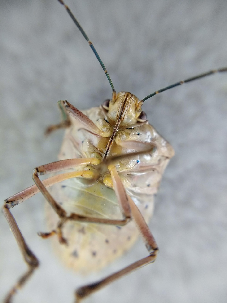 Insecto Insect Naturaleza - Foto gratis en Pixabay - Pixabay