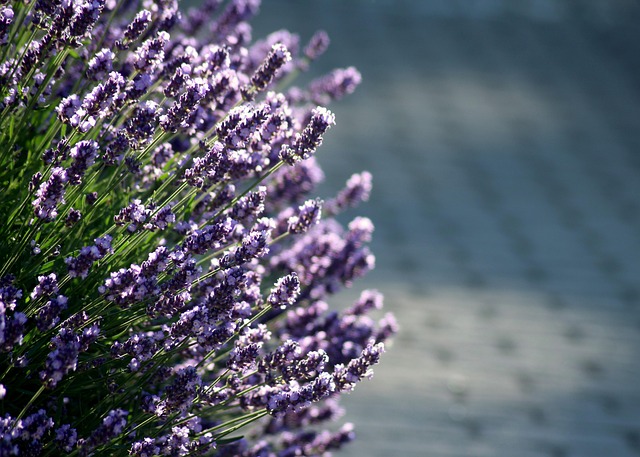 Lavender Images: 5,000+ Free High-Quality Lavender Flower Pictures ...