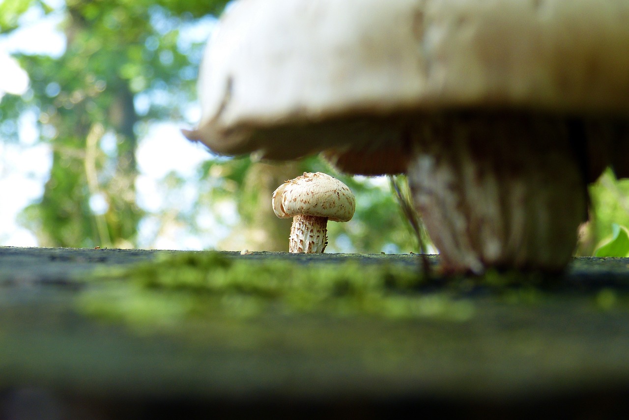 Champignon Forêt Blanche - Photo gratuite sur Pixabay - Pixabay
