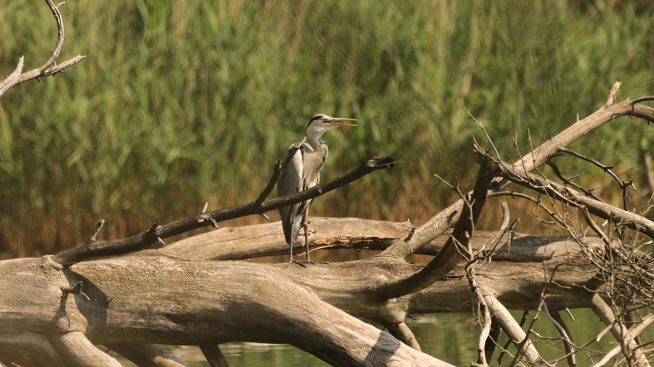 Garza Lago Árbol - Foto gratis en Pixabay - Pixabay