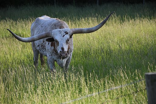 Download Texas Longhorn, Longhorn, Cattle. Royalty-Free Stock ...