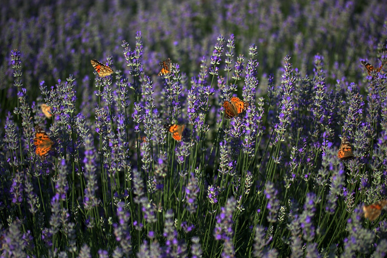 Lavender Butterflies Blue - Free photo on Pixabay - Pixabay