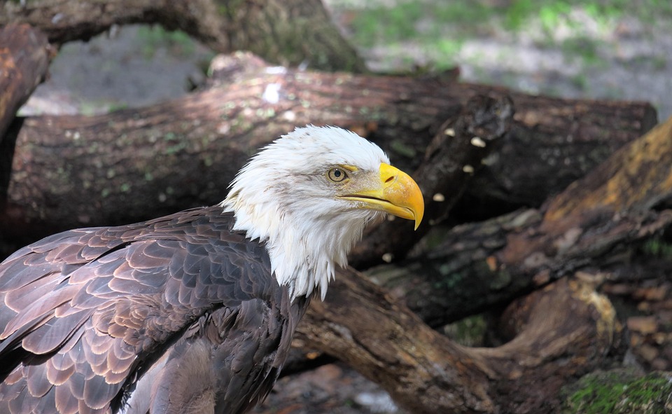 Weißkopfseeadler Adler Schnabel - Kostenloses Foto auf Pixabay