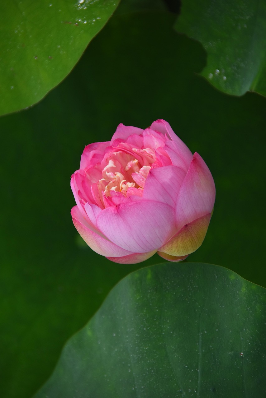 Fleur De Lotus Rose Rouge - Photo gratuite sur Pixabay - Pixabay