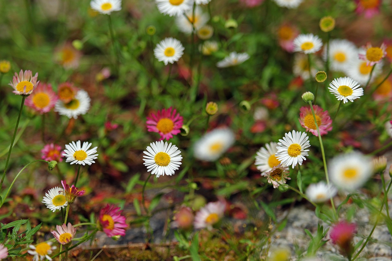 Espagnol Marguerites Marguerite - Photo gratuite sur Pixabay - Pixabay