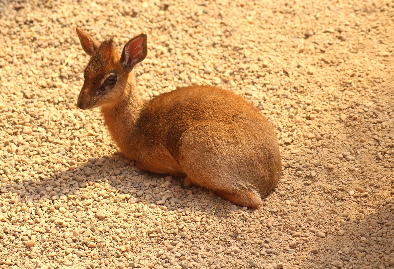1,000+ Free Antilope & Antelope Images - Pixabay