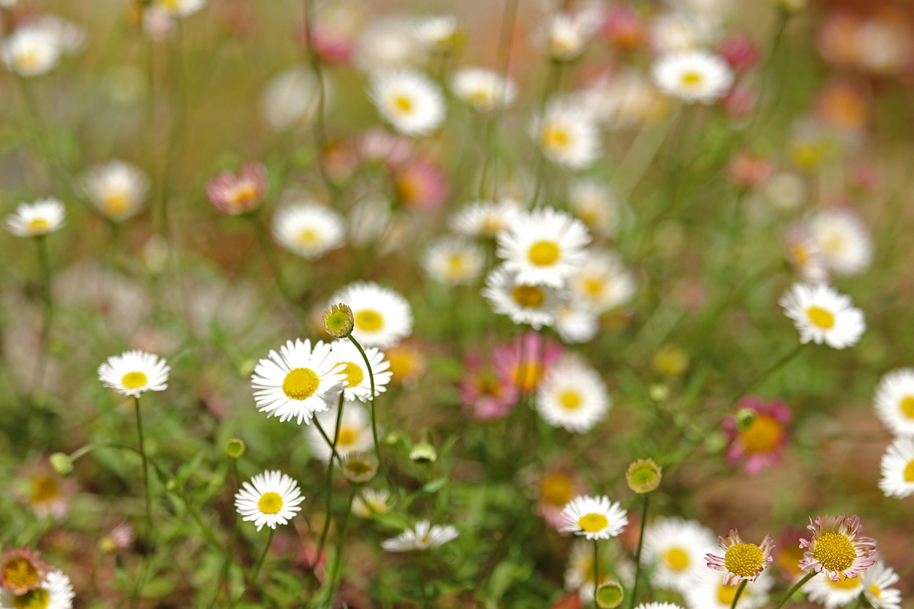 Spanish Daisies Daisy Garden - Free photo on Pixabay