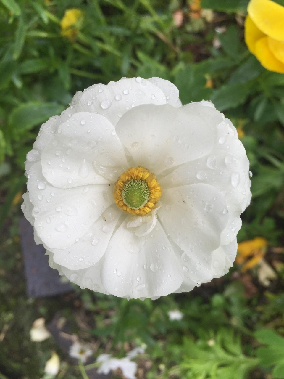 Fleur Blanche Floral Nature Le - Photo gratuite sur Pixabay - Pixabay