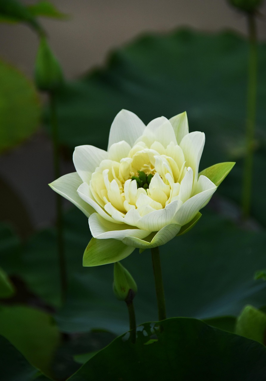 Golden Lotus Bloom Flower - Free photo on Pixabay - Pixabay