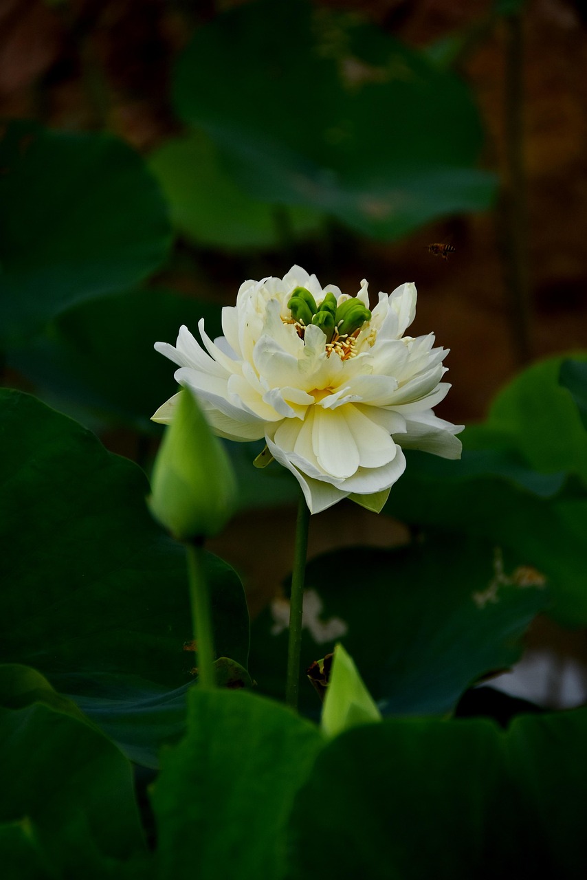 Golden Lotus Bunga Negara - Foto gratis di Pixabay - Pixabay