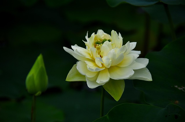 50+ Free Golden Lotus & Nature Images - Pixabay