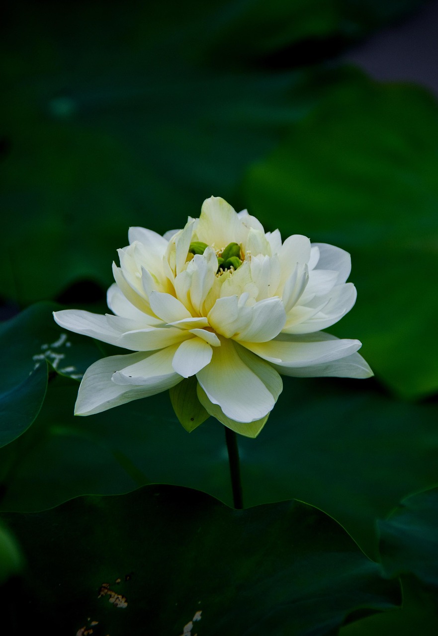 Golden Lotus Bloom Flower - Free photo on Pixabay - Pixabay