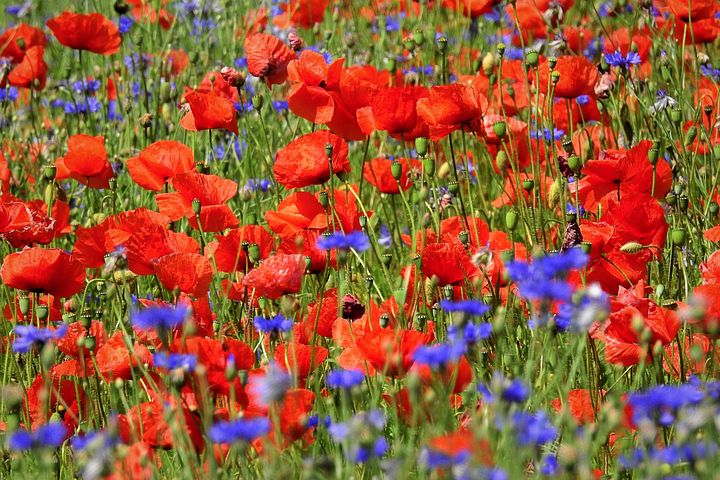 Meer dan 600 gratis afbeeldingen van Klaprozen en Natuur