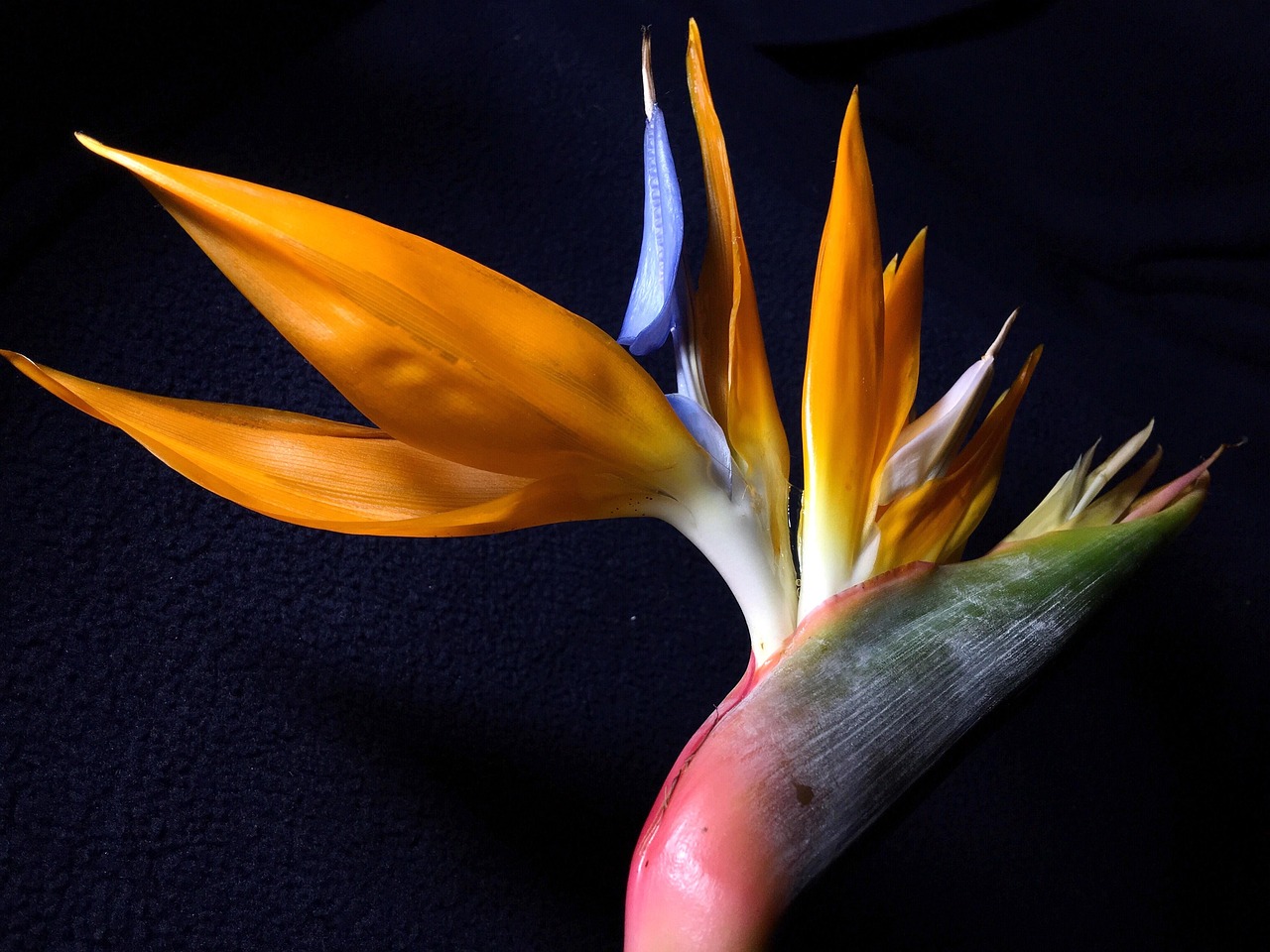 Flor De Pájaro Exótica Colorido - Foto gratis en Pixabay - Pixabay