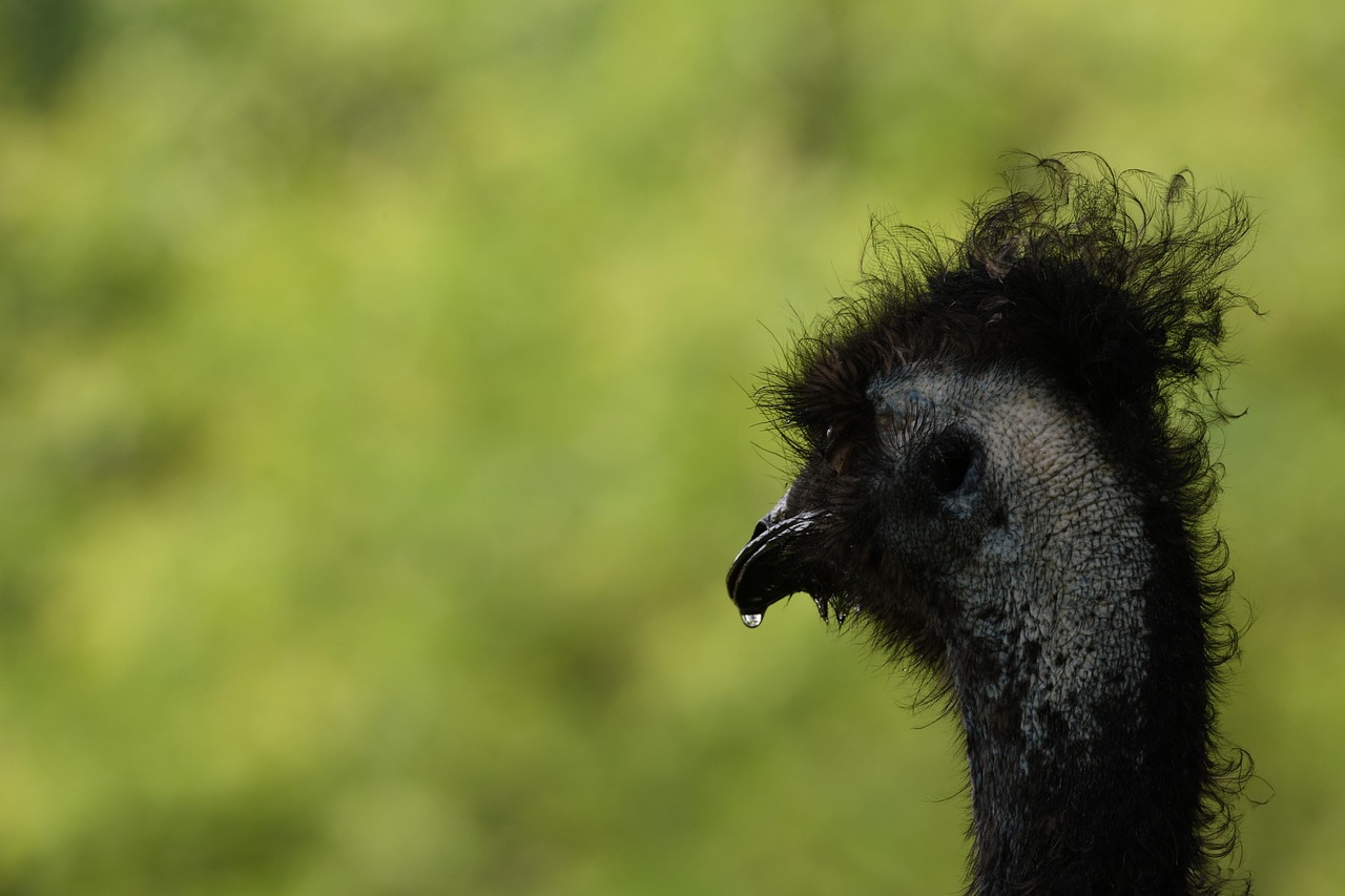 Emú Pájaro Zoo - Foto gratis en Pixabay - Pixabay